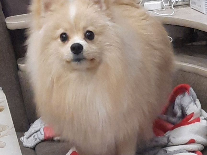 Шпиц, продам