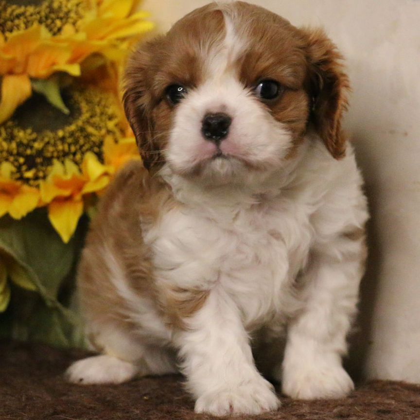 Кавалер кинг-чарльз-спаниель, щенок