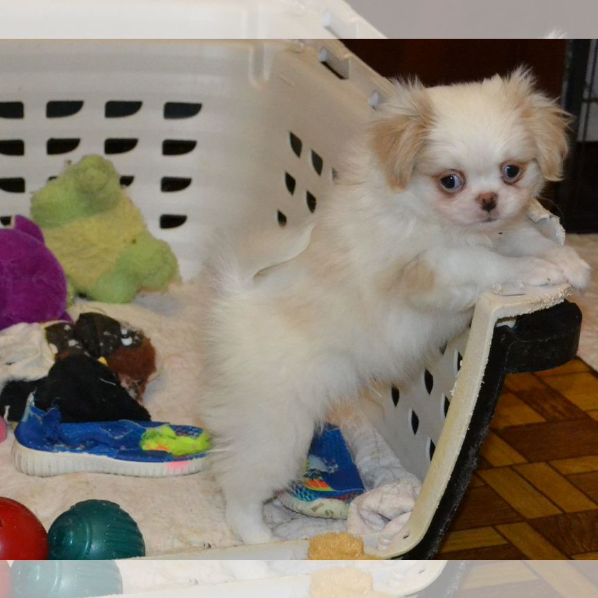 Японский хин, щенок