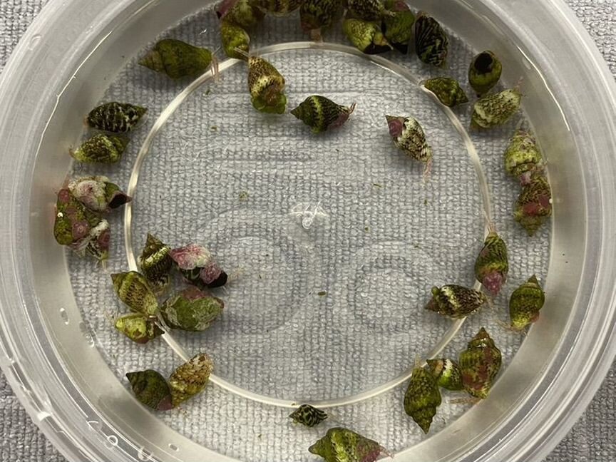 Улитки, скутусы