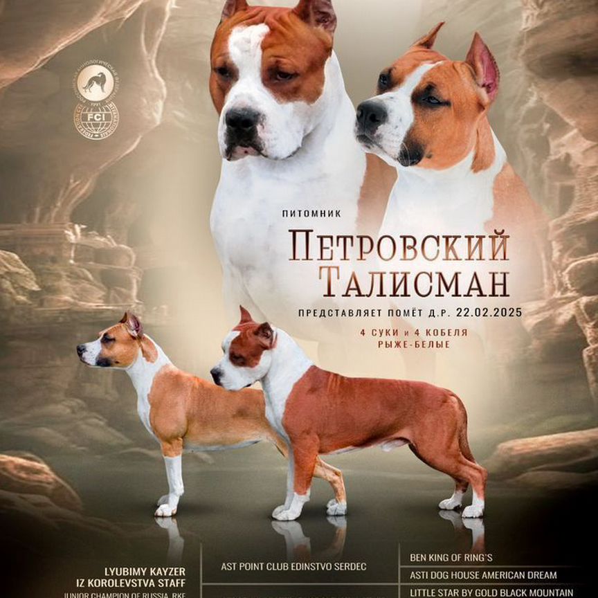 Щенки аст
