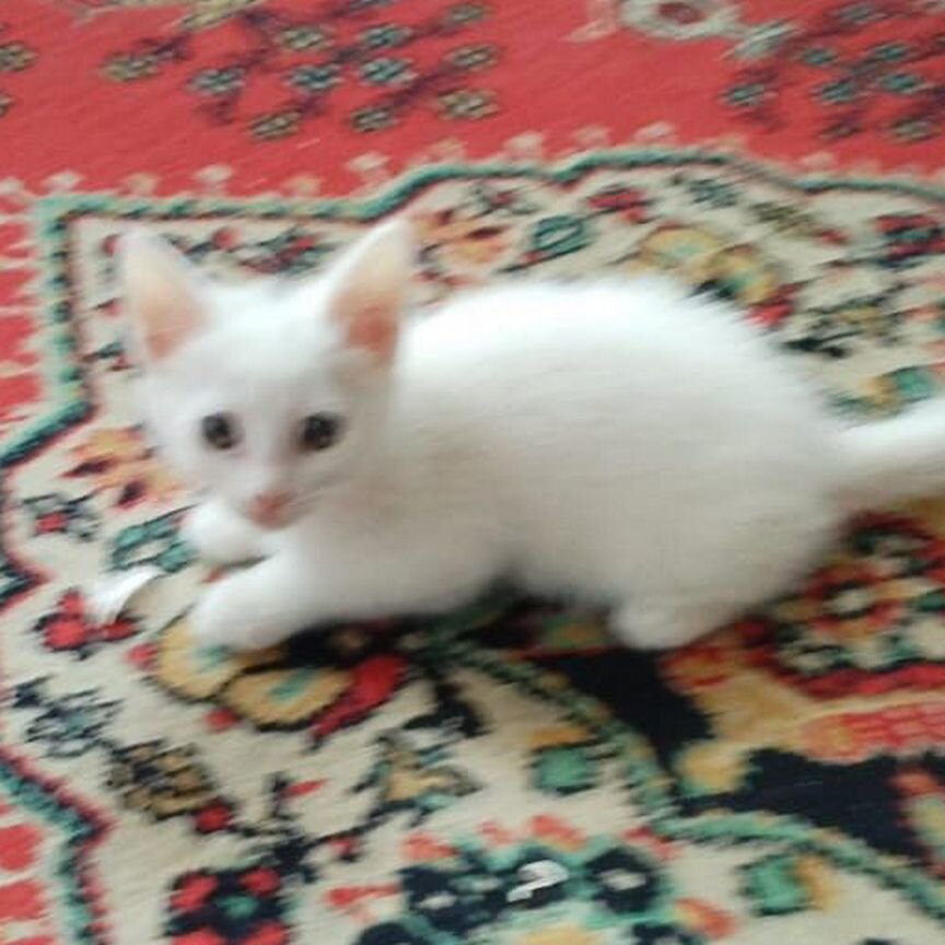 Котята в поисках семьи