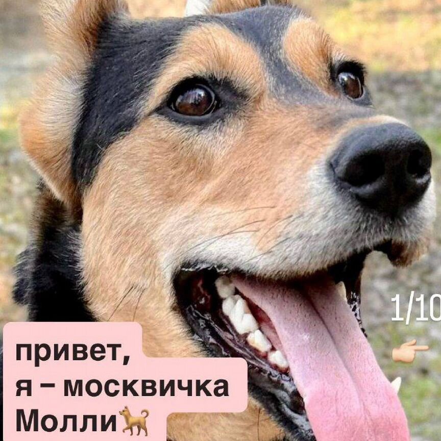 Взрослая собака в добрые руки