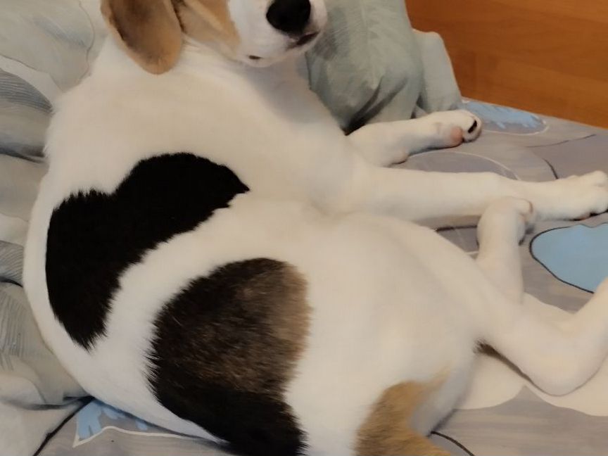 Щенку нужен человек