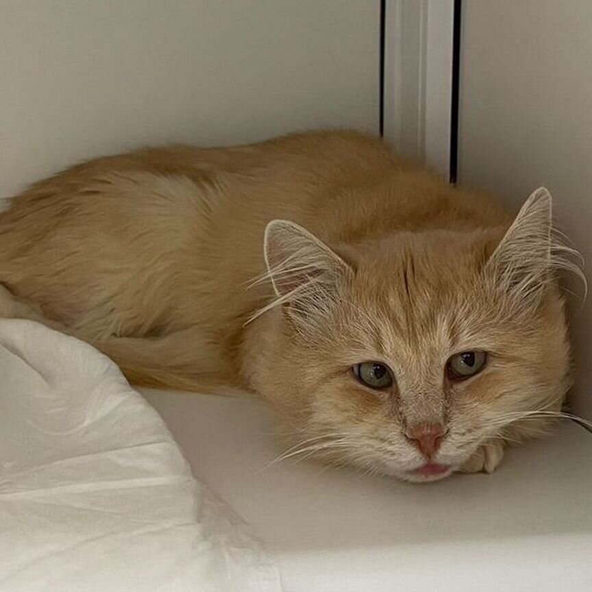 Персиковый рыжий котик ищет дом