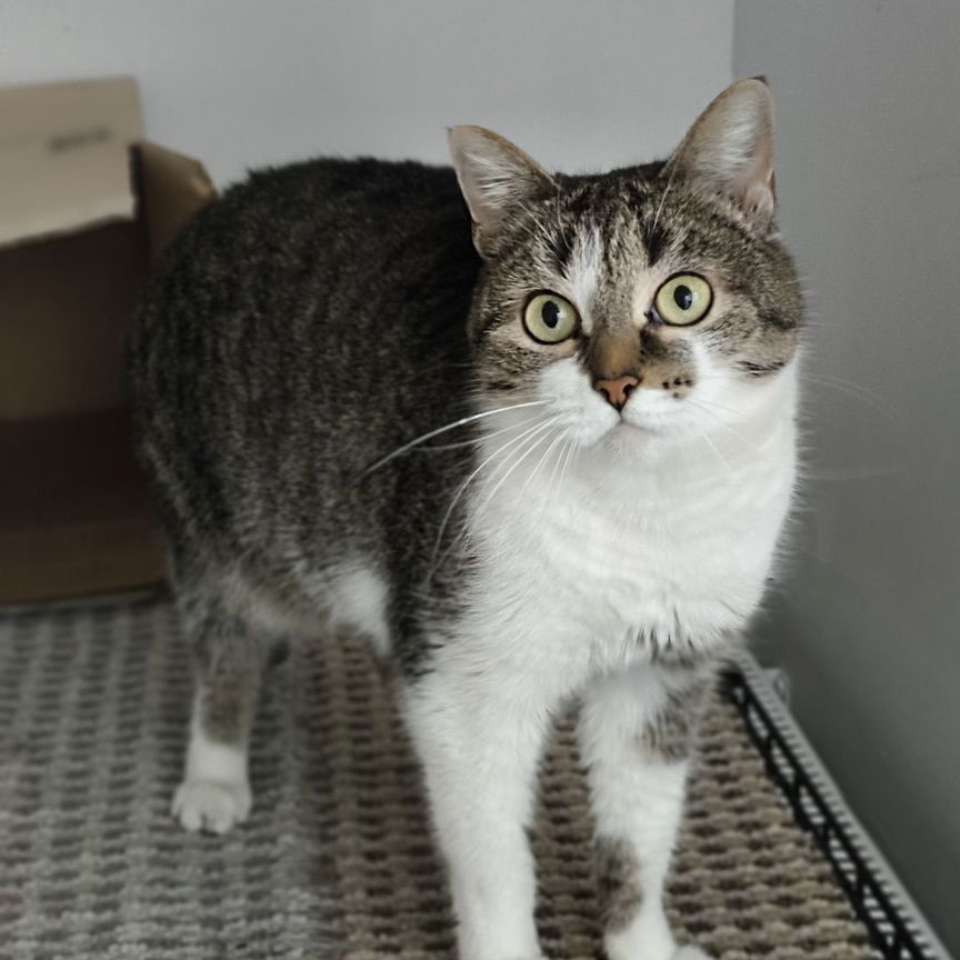 Кошка Молли