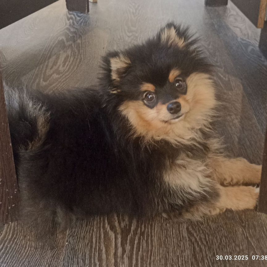 Померанский шпиц