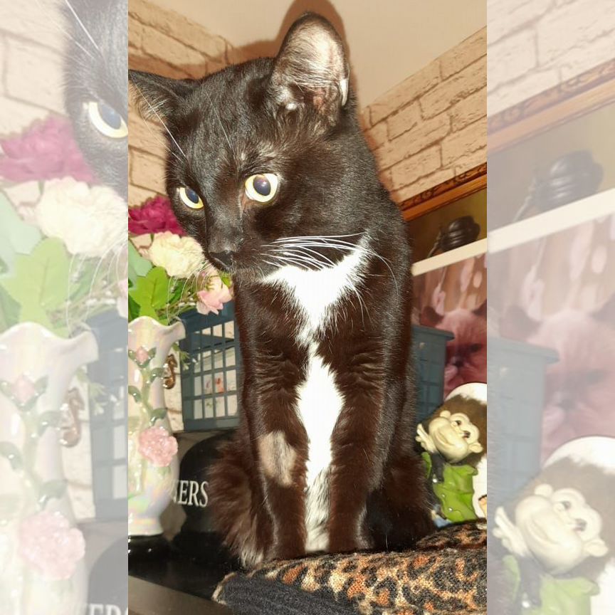Котик ищет новую семью
