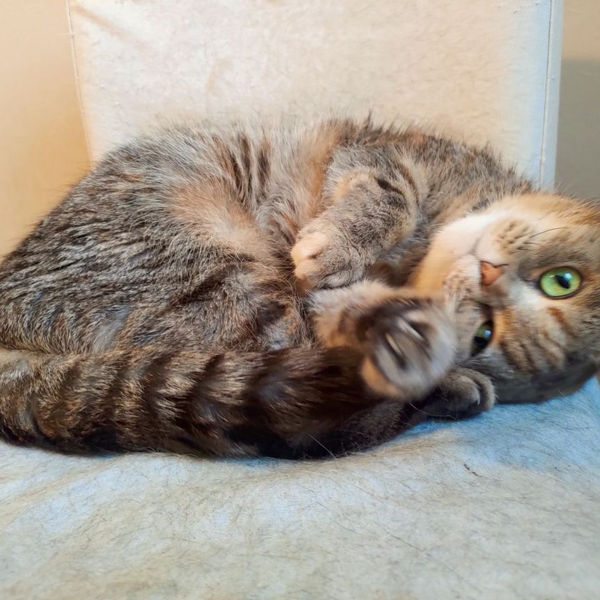 Шотландская вислоухая кошка