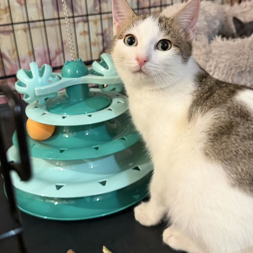 Котёнок в добрые руки