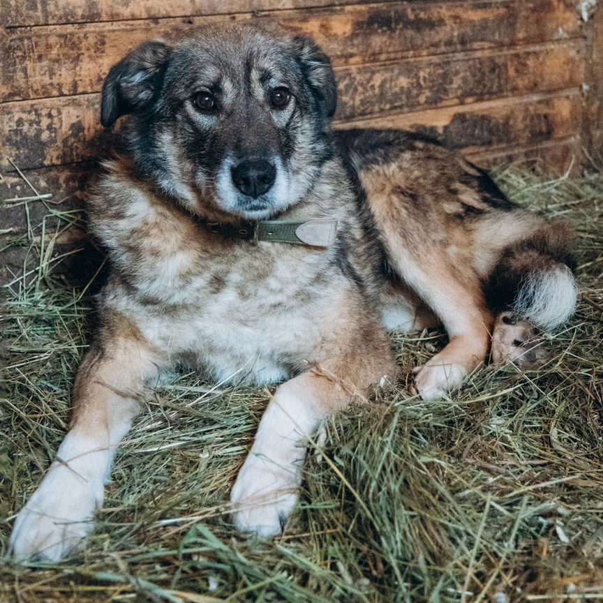 Взрослая собака в добрые руки