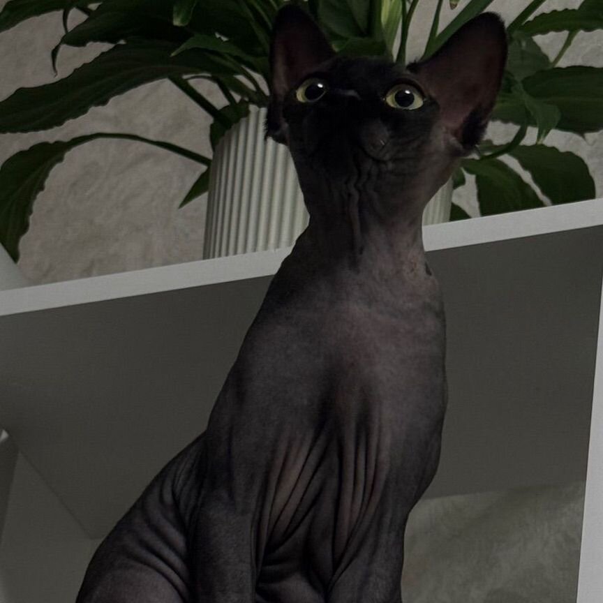 Канадский сфинкс, взрослая кошка