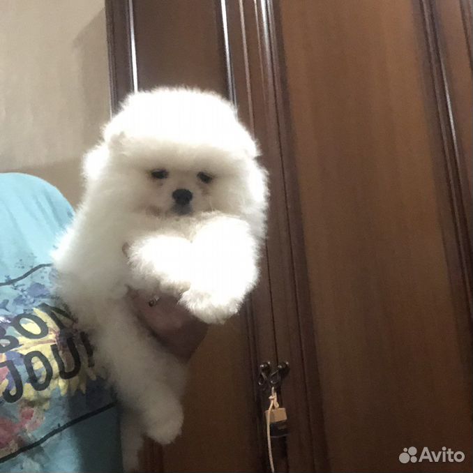 Мальчик шпиц миниатюрный