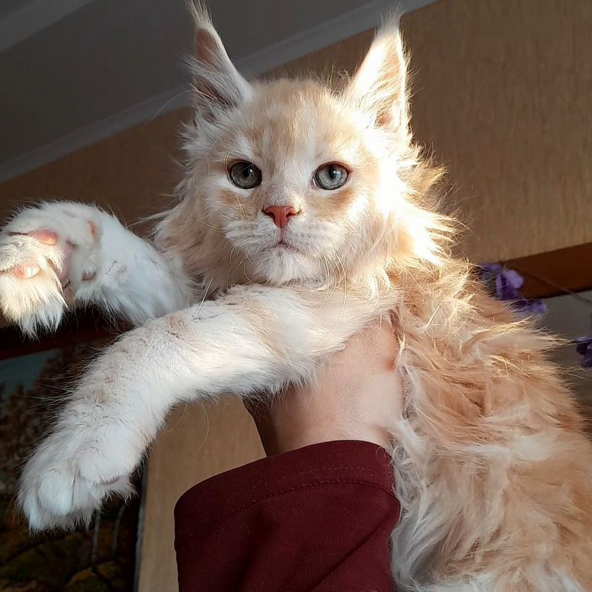 Мейн-кун котёнок