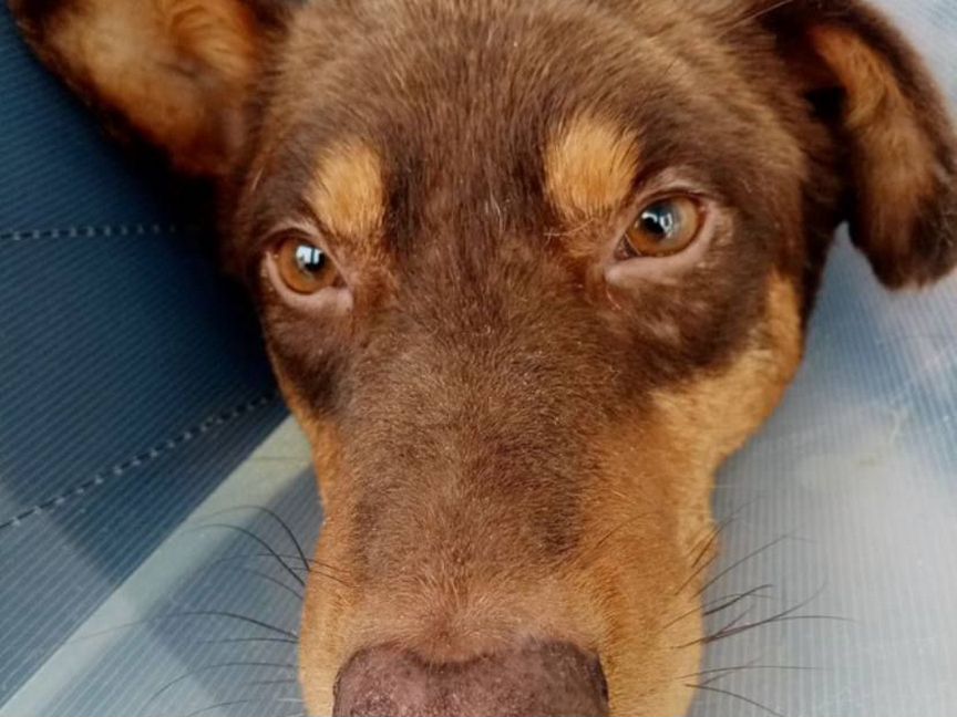 Собака в добрые руки отдам бесплатно