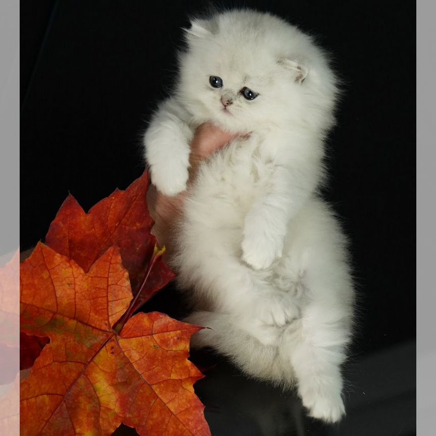 Куколка Джесси