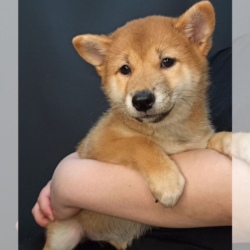 Сиба-ину, щенок