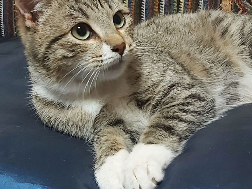 Котейка-мальчик в добрые руки