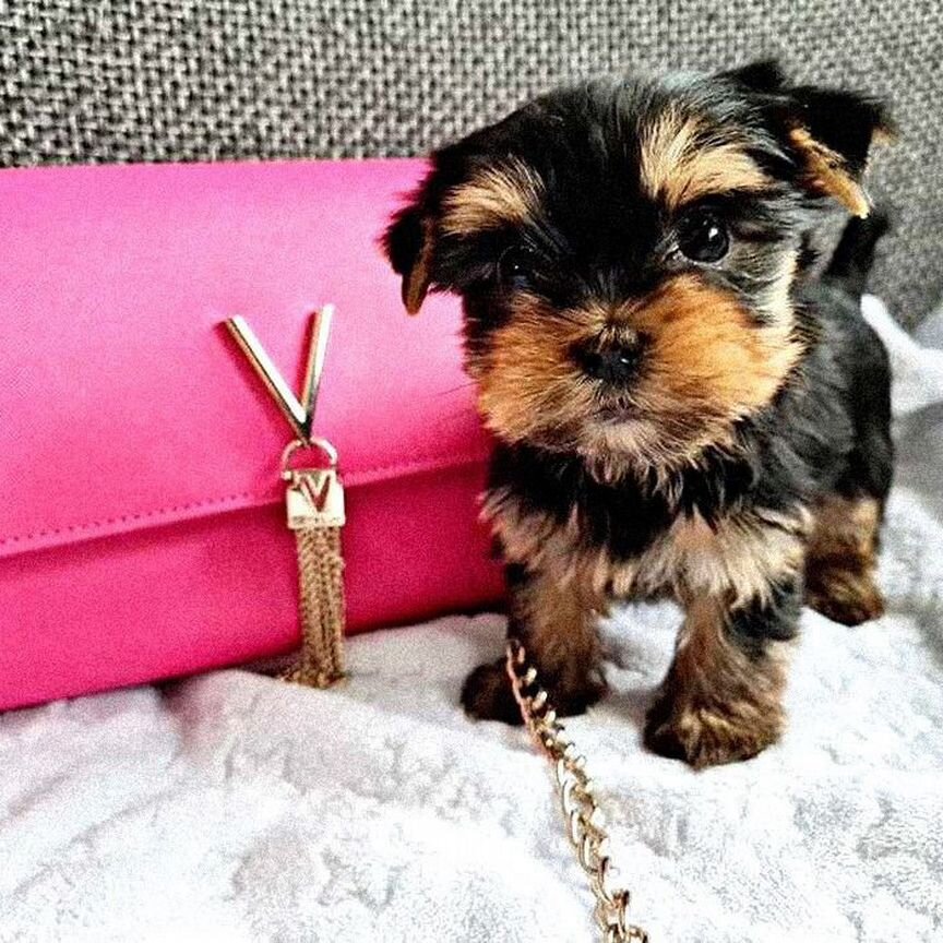 Щенки йоркширского терьера мини