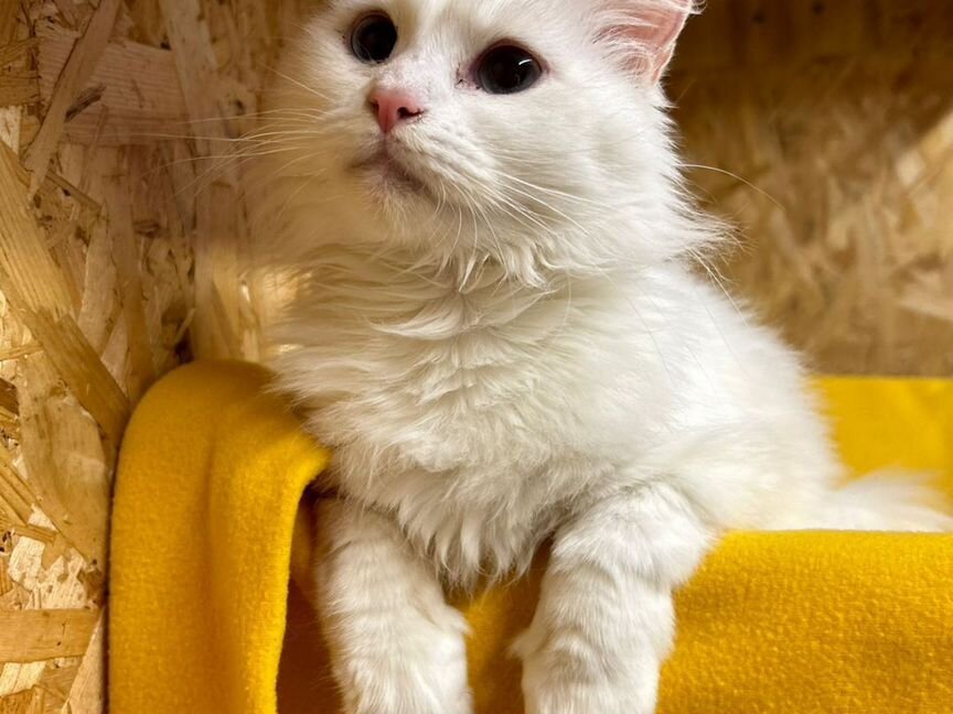 Белоснежное чудо из приюта принесет вам счастье