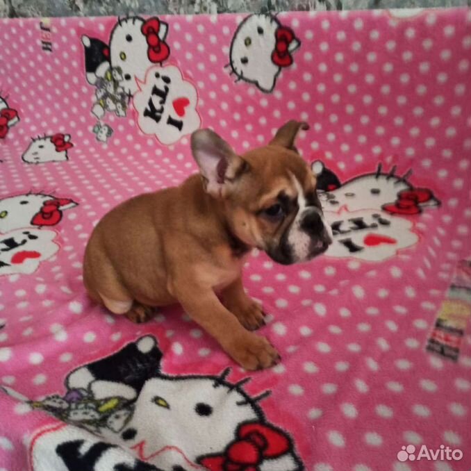 Щенки английского бульдога