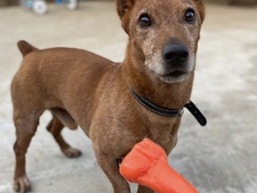 Собака ищет дом