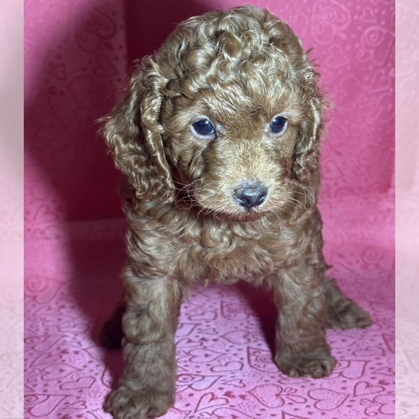 Той-пудель, щенок