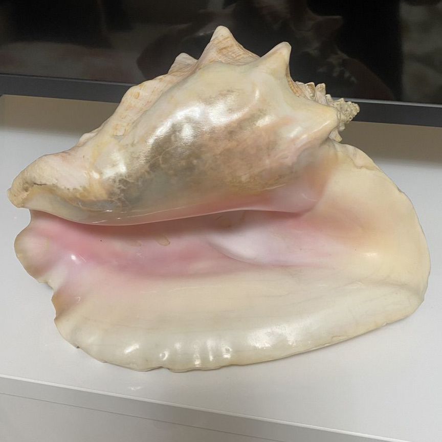 Ракушка морская большая