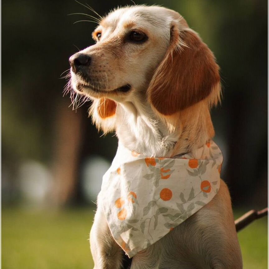 Взрослая собака в добрые руки