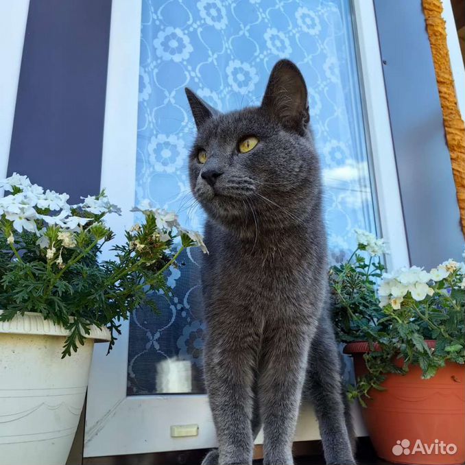 Русский голубой котик Тёма