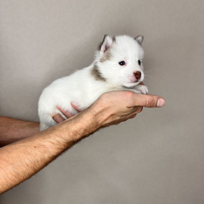 Белая Помски девочка