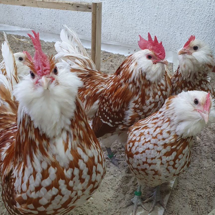 Инкубационные яйца от породной птиц из Европы