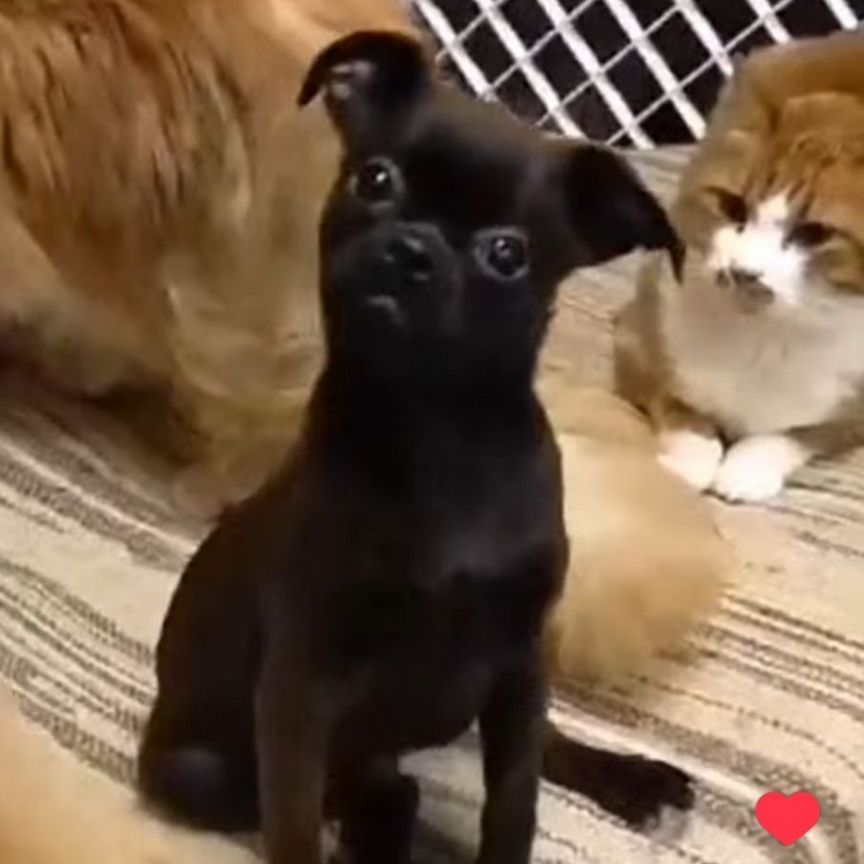 Красивучий мальчишка