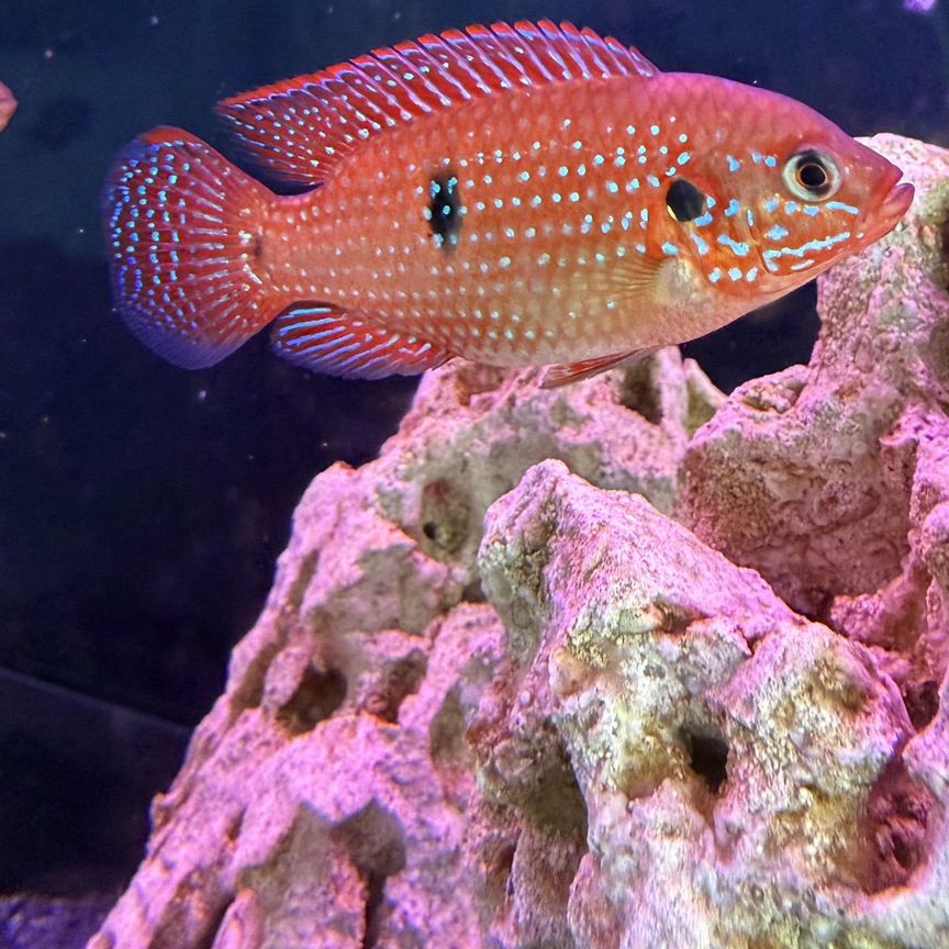 Хромис Красавец цихлида