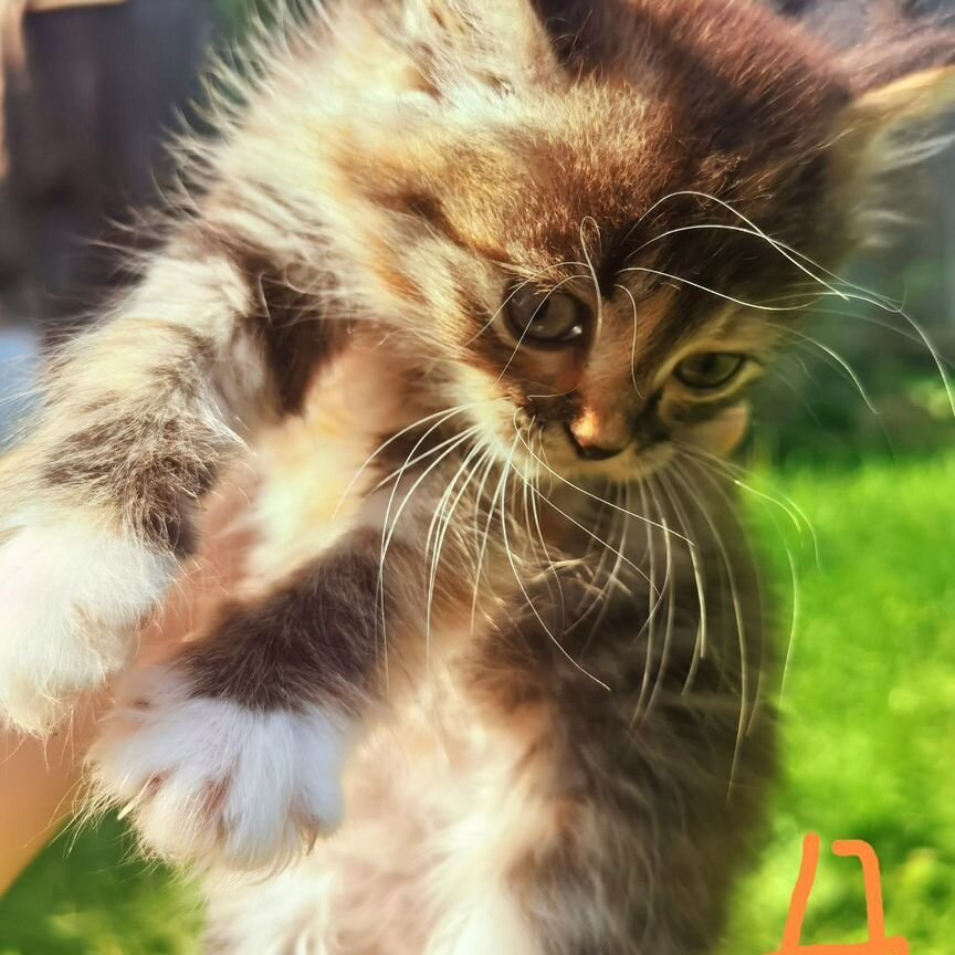 Котята в добрые руки бесплатно