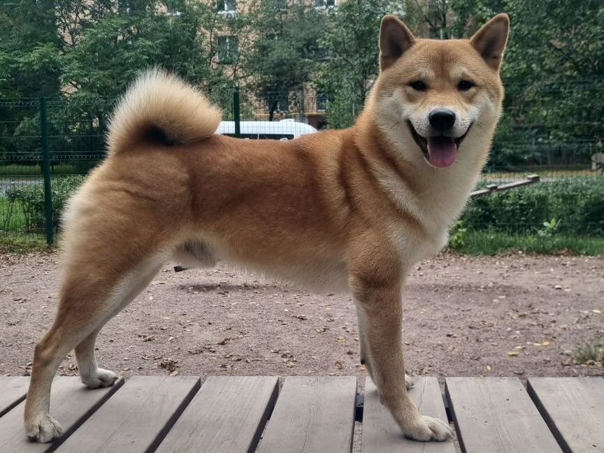 Сиба-ину для вязки