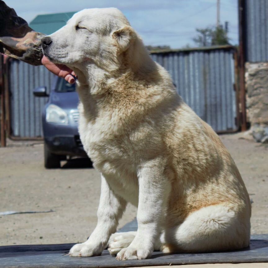 Щенки Алабая