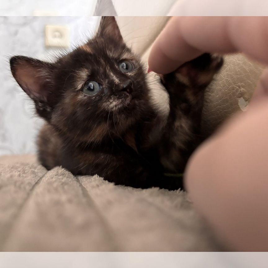 Сиамский котёнок