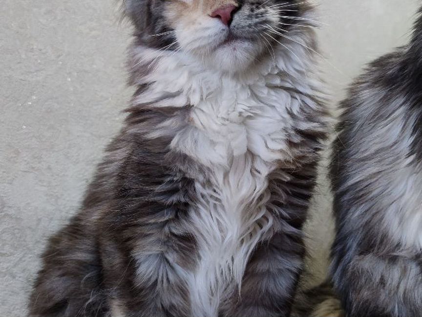 Малышка мейн-кун