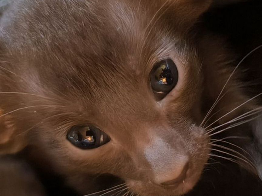 Ориентальные котята