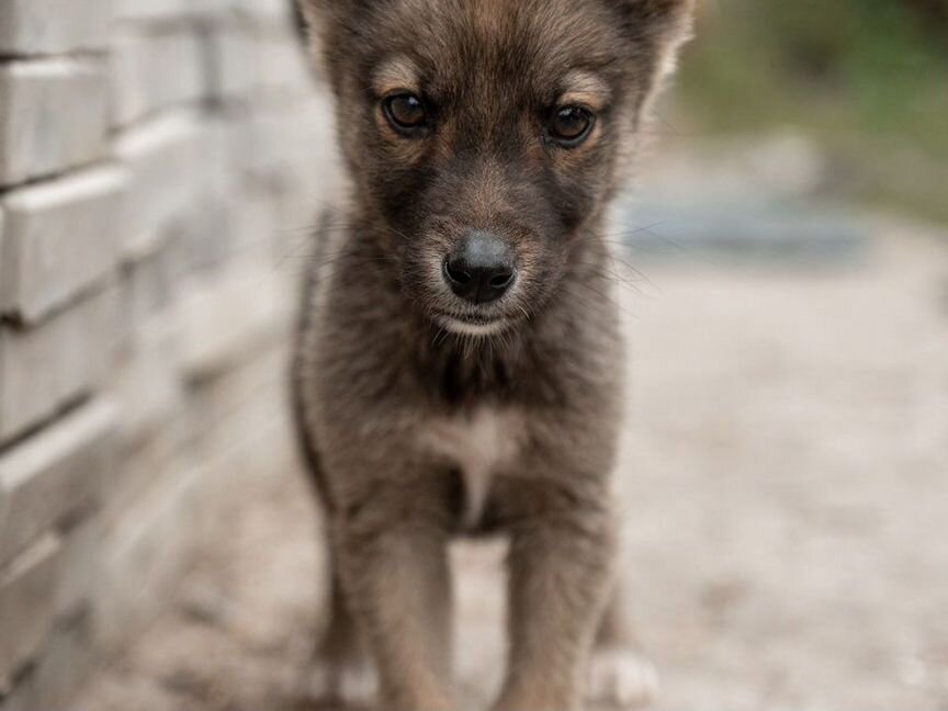 Мальчик полухаски
