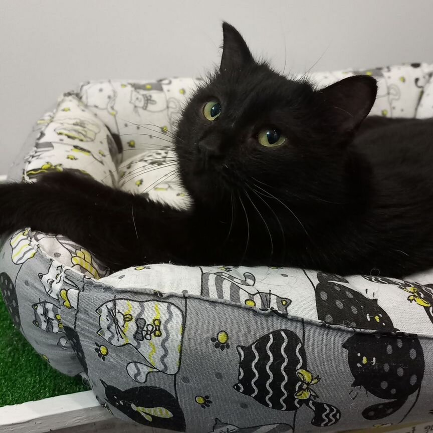 Котик горький шоколад