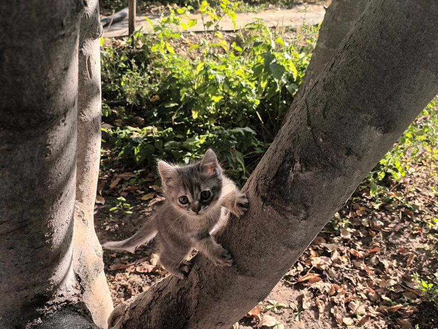 Котята в добрые руки бесплатно