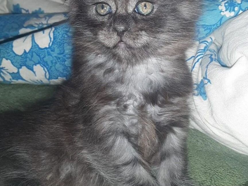 Шотландский висухий котенок