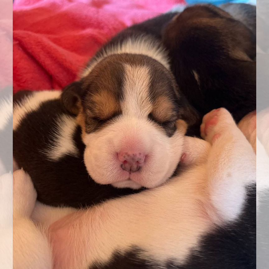 Бигль, щенок