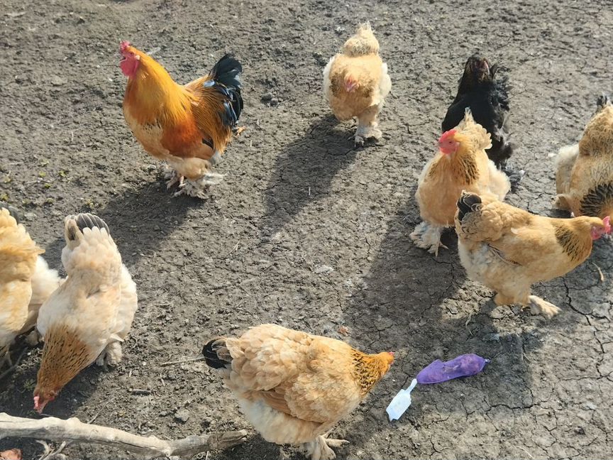 Куры брама. Продам яйцо порода брама