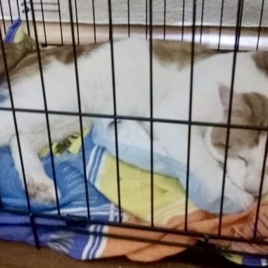 Приютите бедолагу