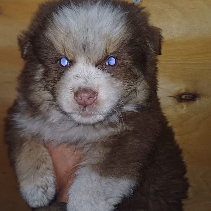 Спасите щенка