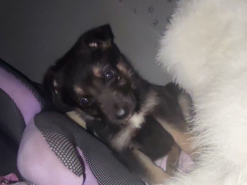 Собака немецкая овчарка