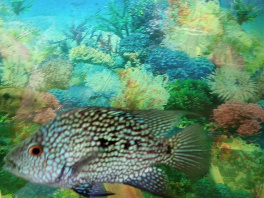 Рыба в аквариум